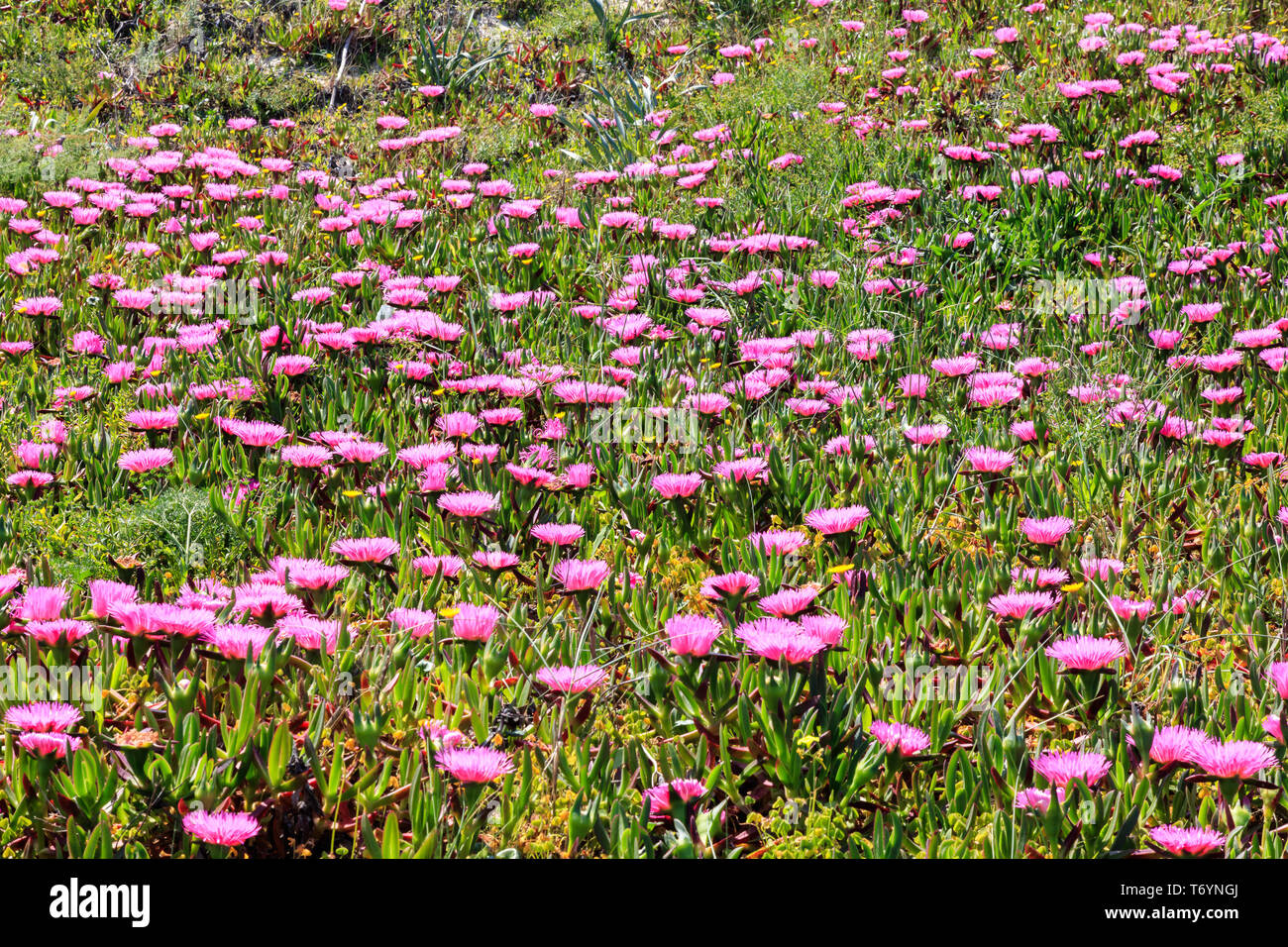 uña de gato planta en flor Stock Photo - Alamy