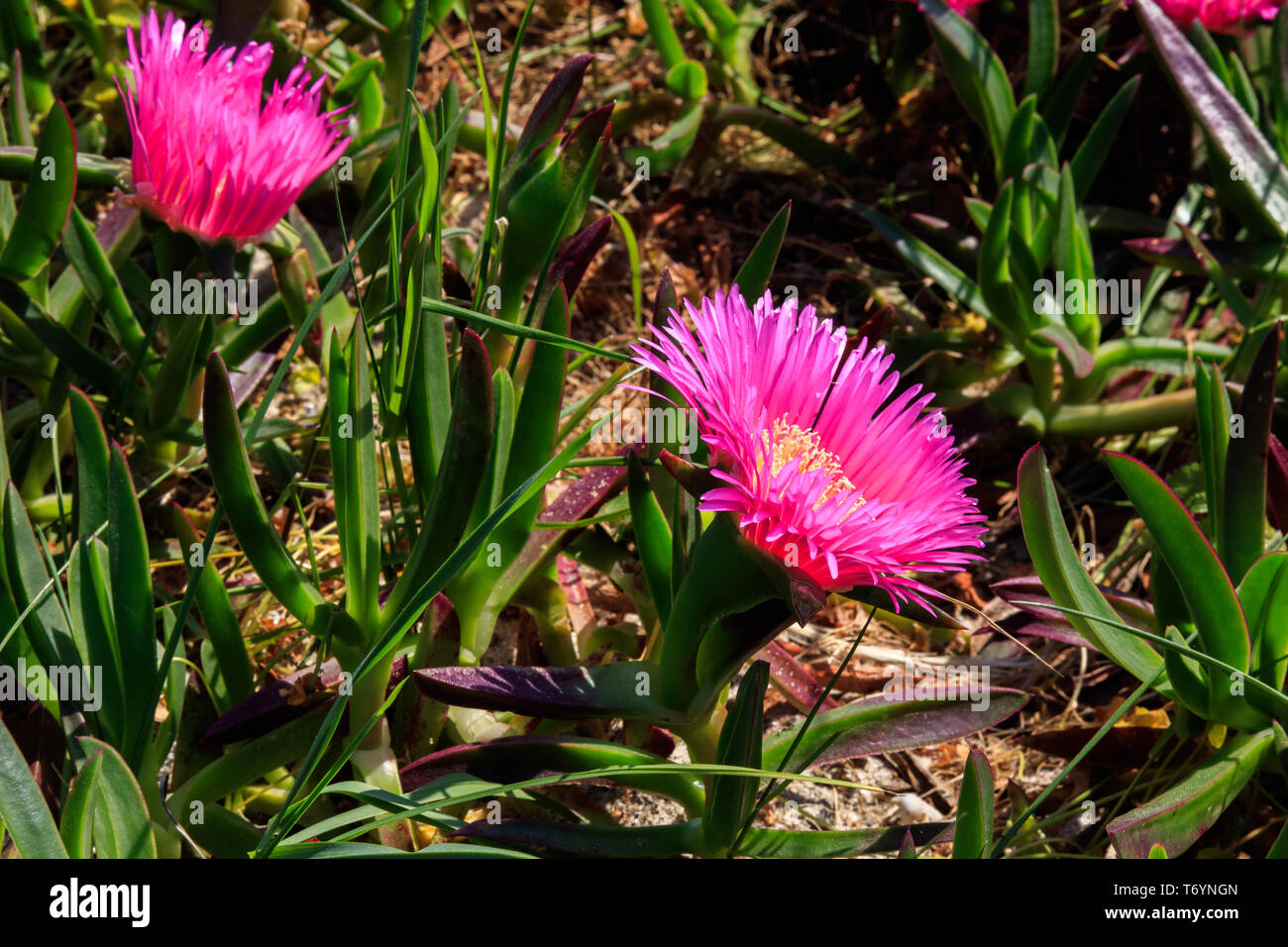 Una de gato hi-res stock photography and images - Alamy