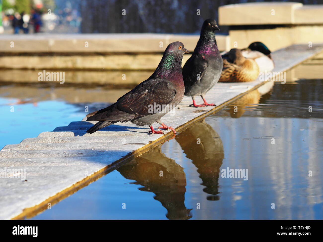 Pigeon in Cairoli fountain, Milan, Lombardy Stock Photo - Alamy