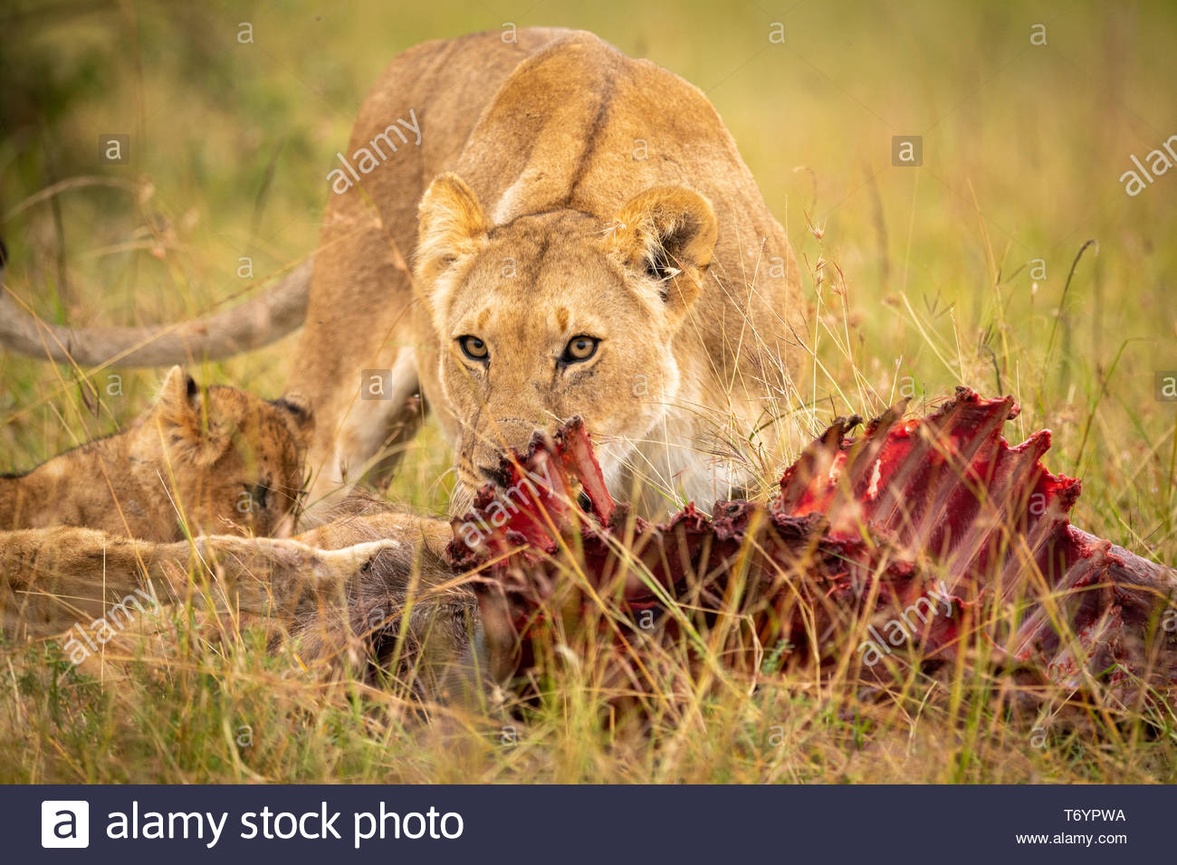 Lion Cub Eating Stock Photos & Lion Cub Eating Stock Images - Alamy