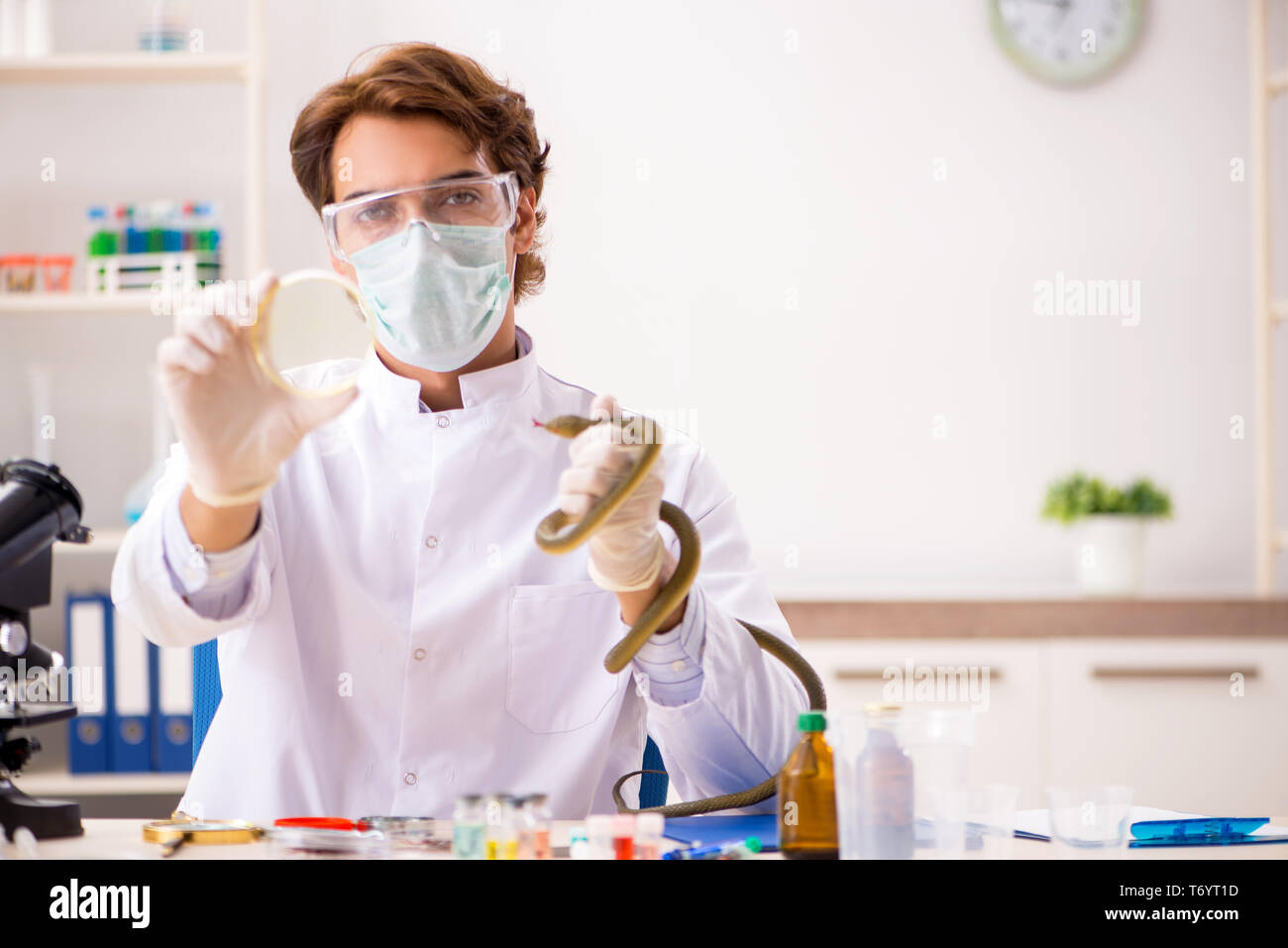 The male scientist extracting poison from snake for drug synthesis ...