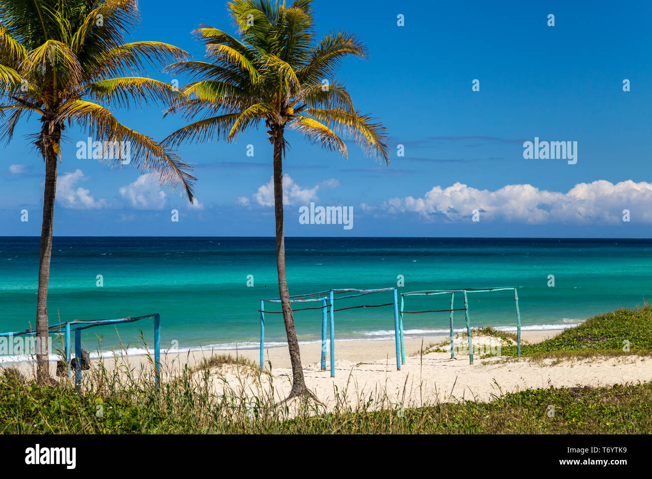 Palm trees on a paradise beach. Cuba, the Caribbean Stock Photo - Alamy