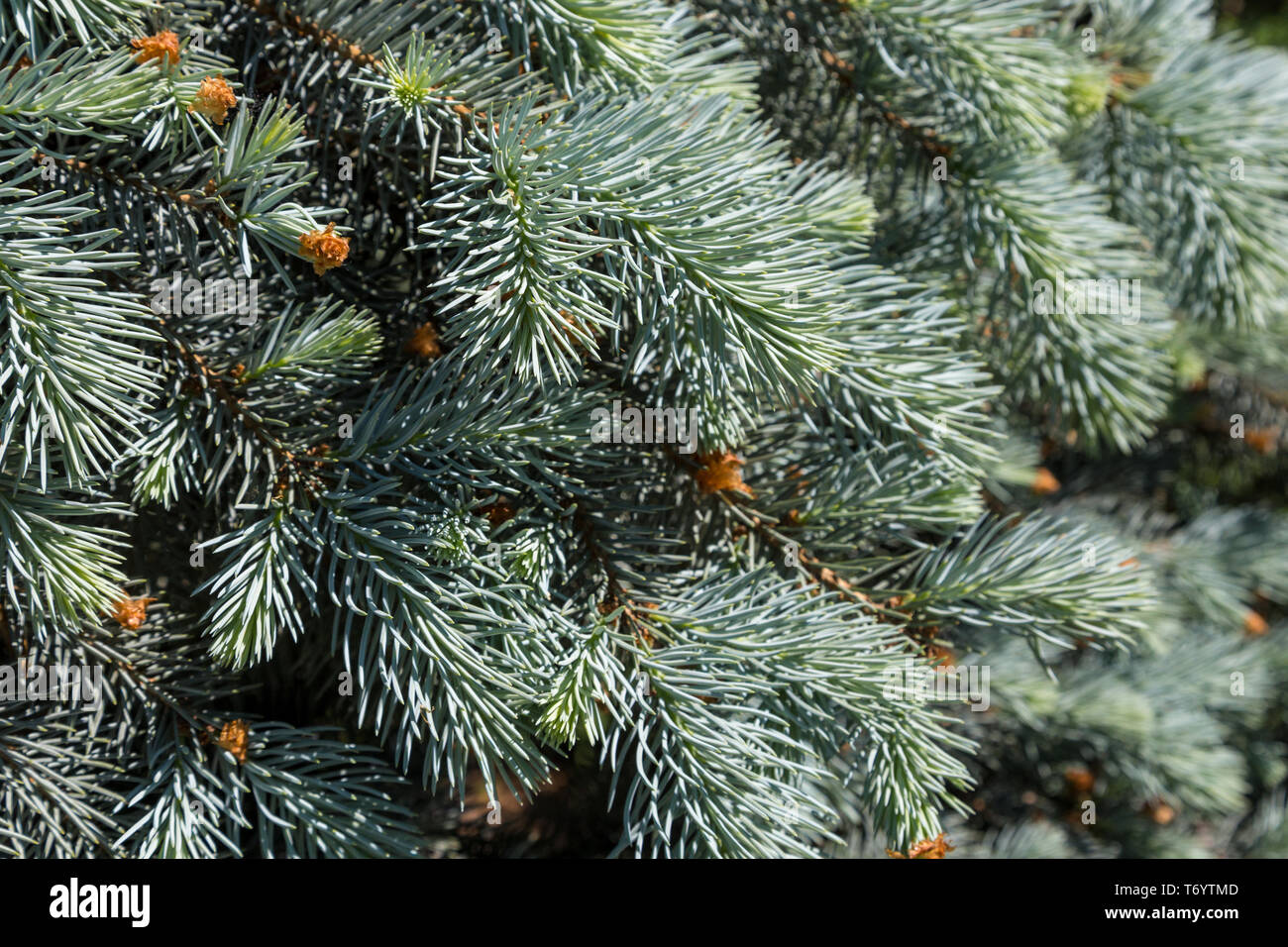 Blue spruce branches hi-res stock photography and images - Alamy