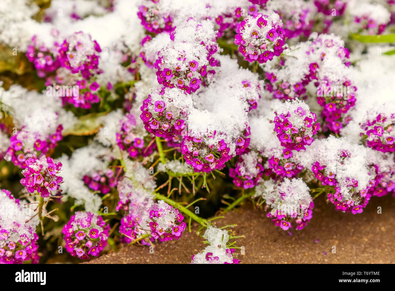 Small pink flowers under the fresh snow Stock Photo - Alamy