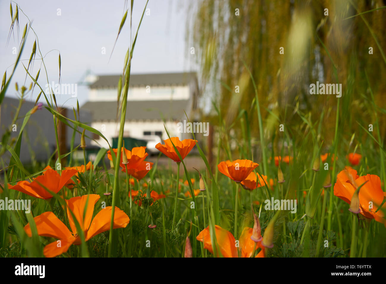 The willow tree orange hi-res stock photography and images - Alamy