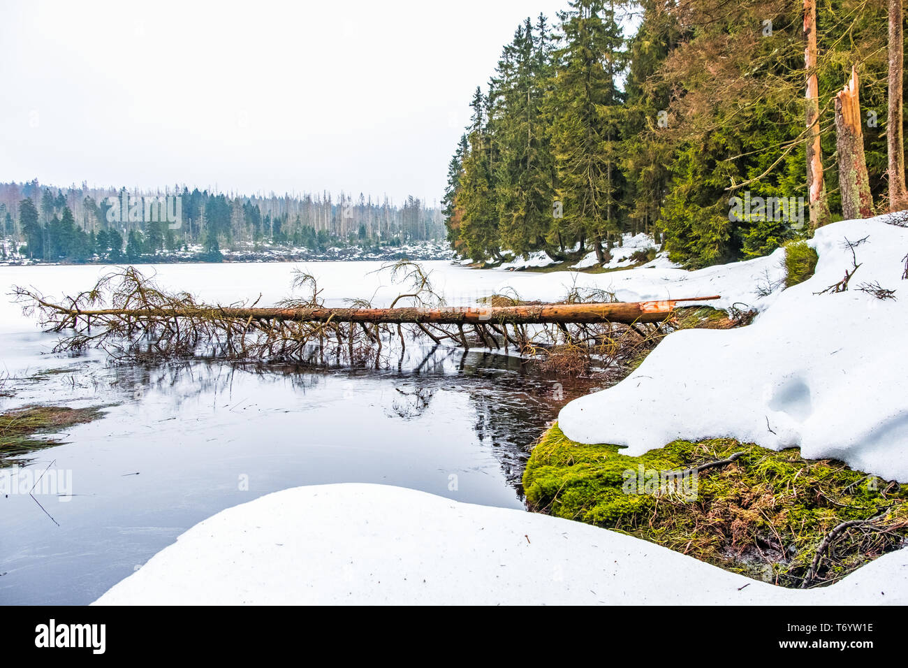 Nationalpark Harz im Winter Oderteich Stock Photo - Alamy