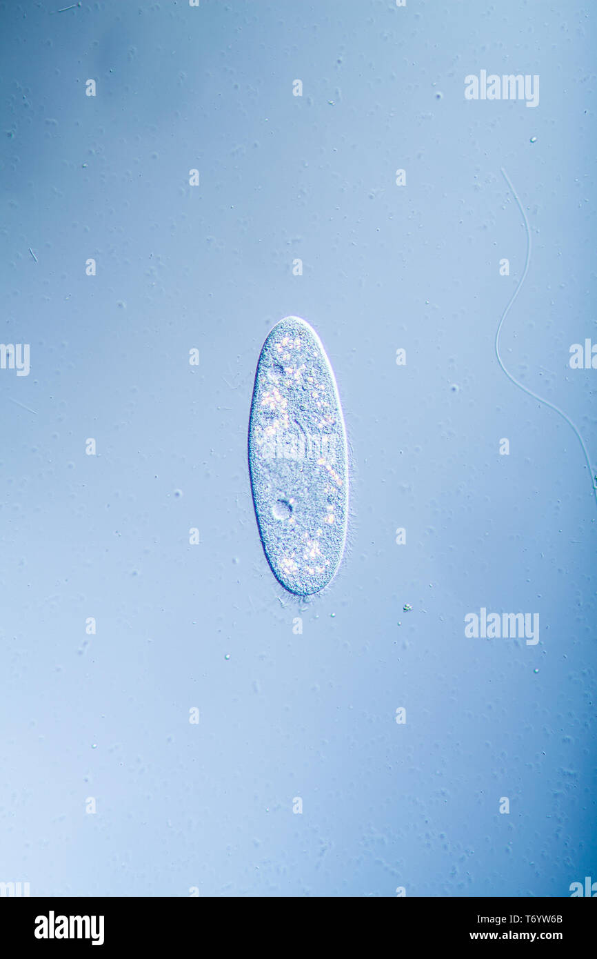 The Ciliates High Resolution Stock Photography and Images - Alamy