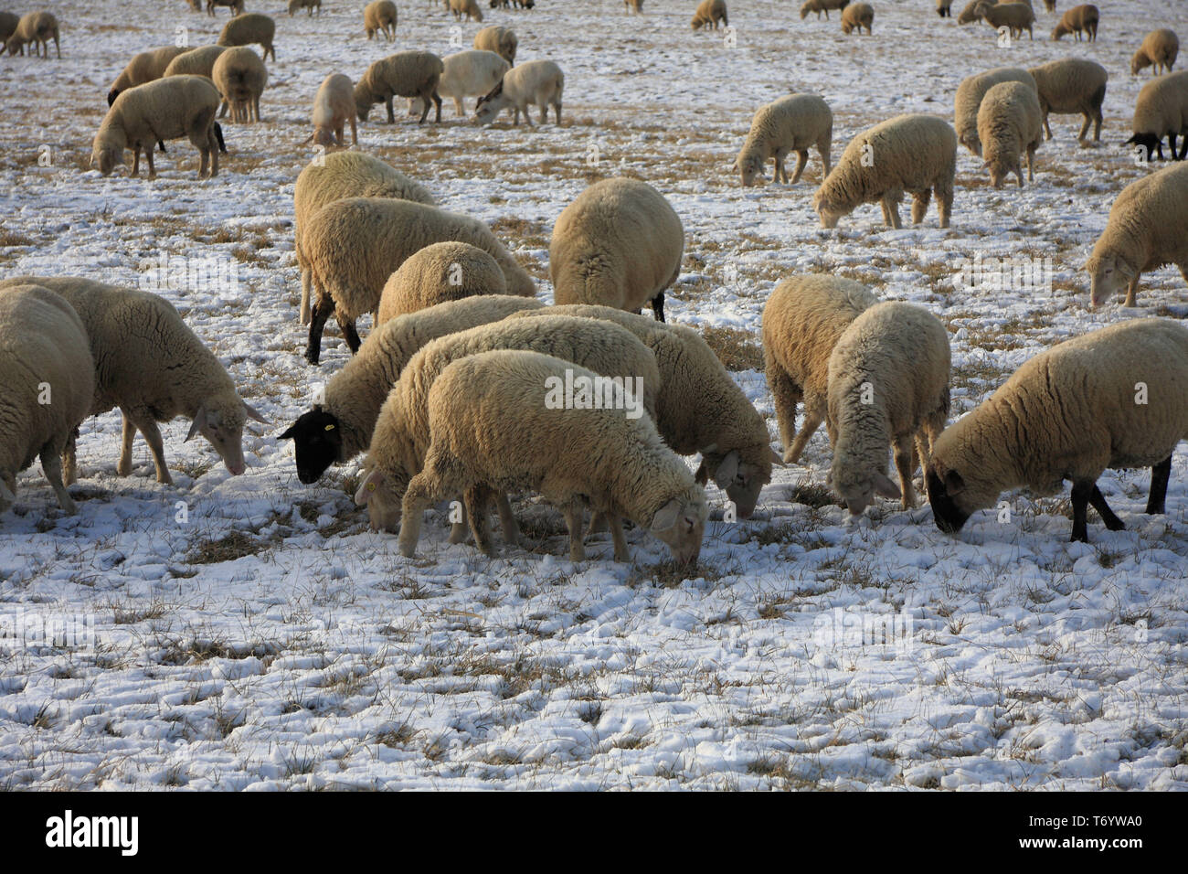 Sheep in winter Stock Photo - Alamy