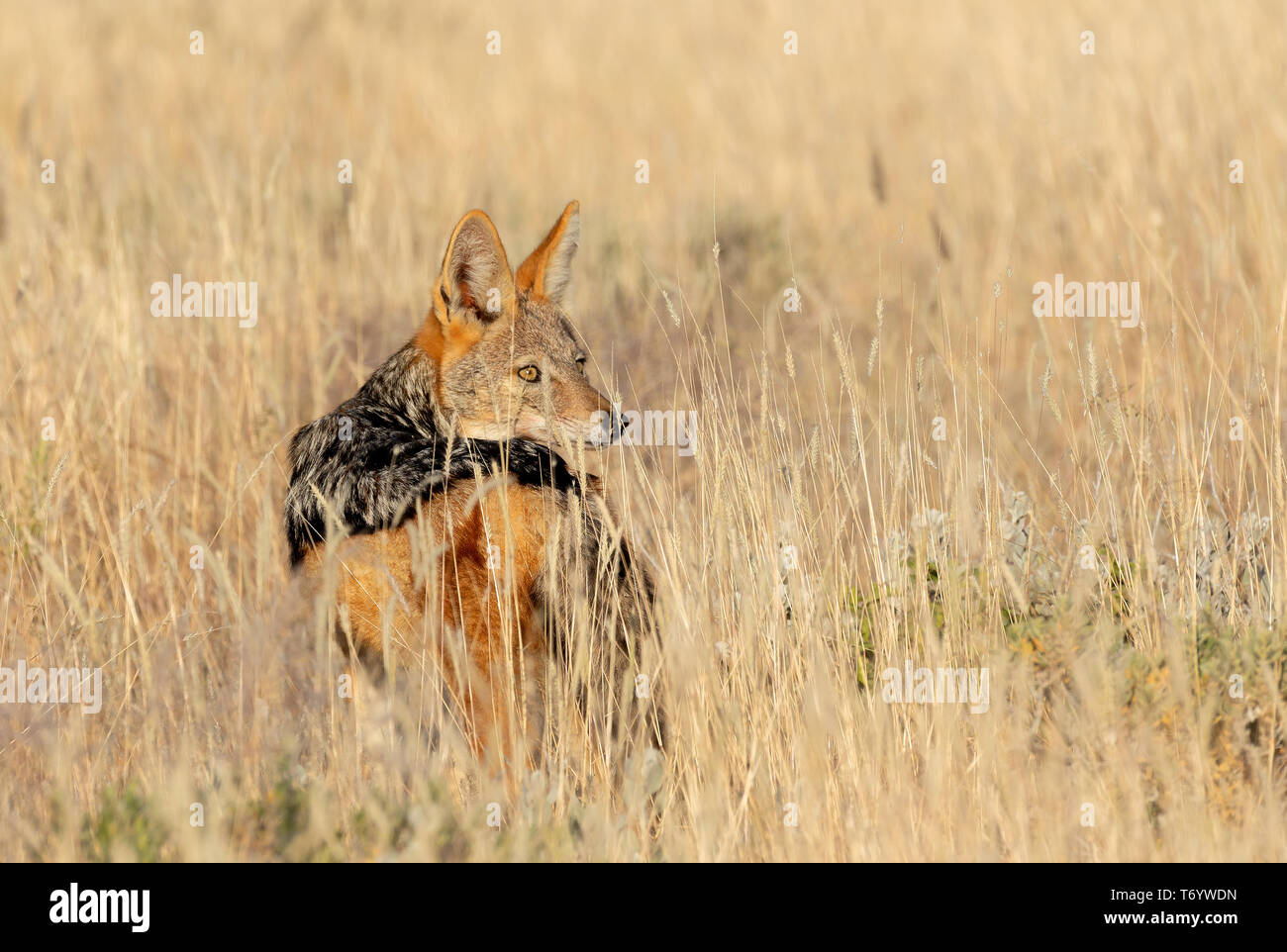 black-backed jackal Namibia, africa safari wildlife Stock Photo - Alamy