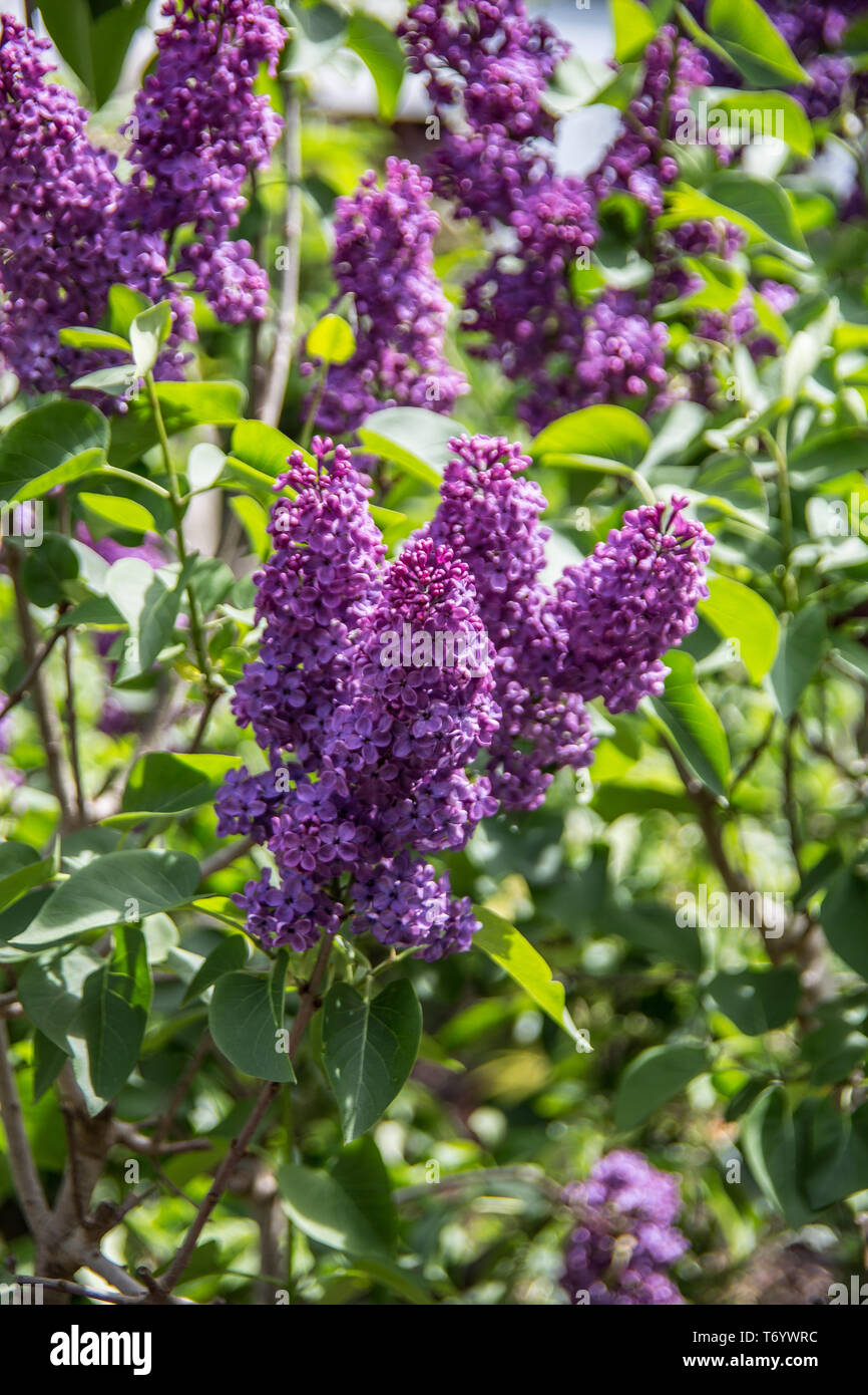 Purple and lilac flower hi-res stock photography and images - Alamy