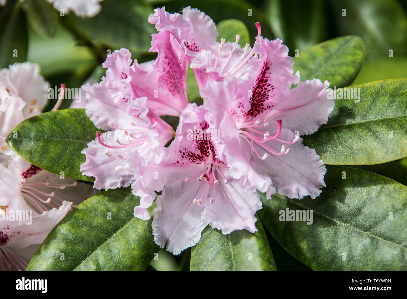 Azalea tree in bloom Stock Photo - Alamy