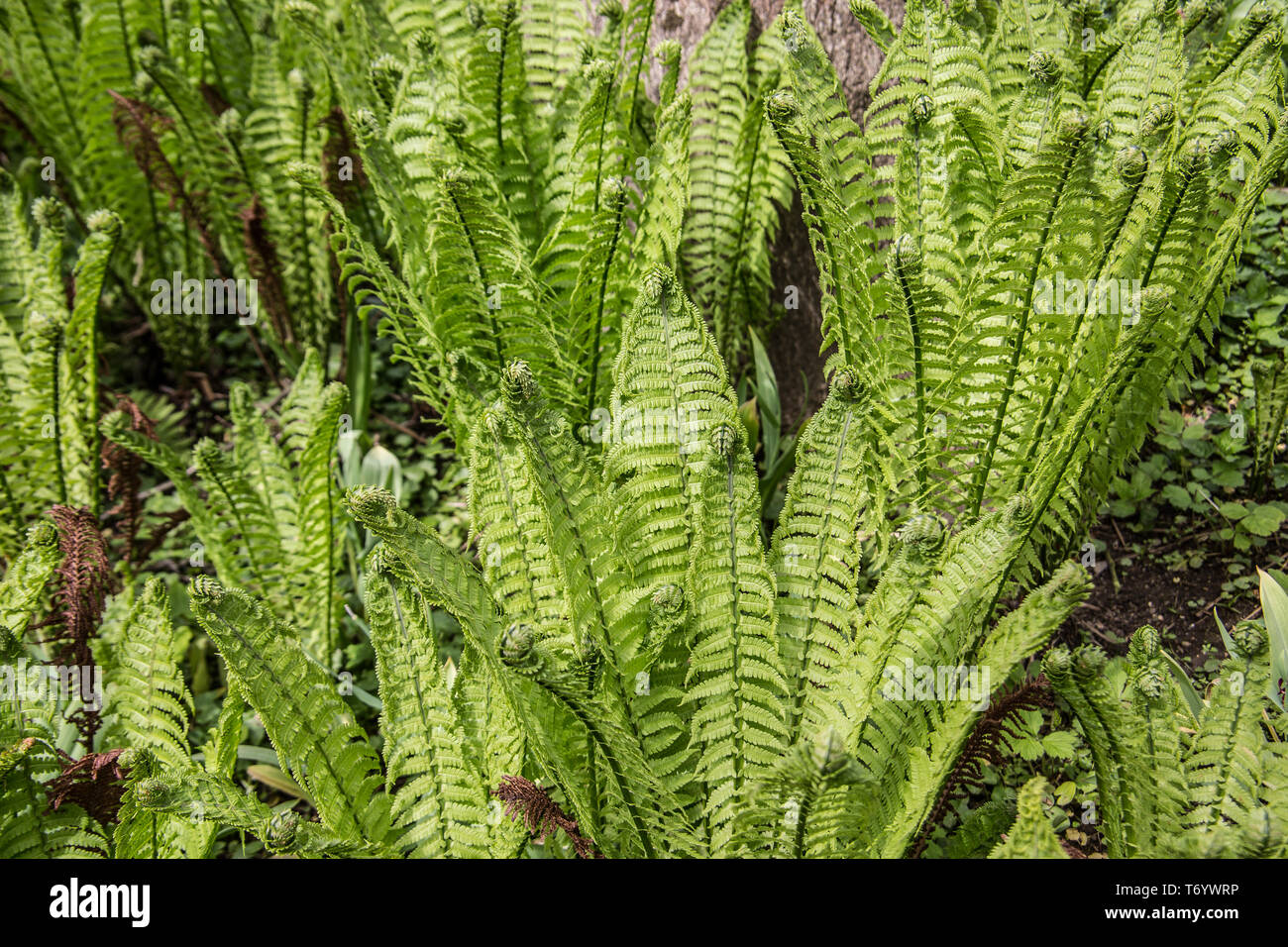 Fern plants with rolled-up fern fronds Stock Photo - Alamy