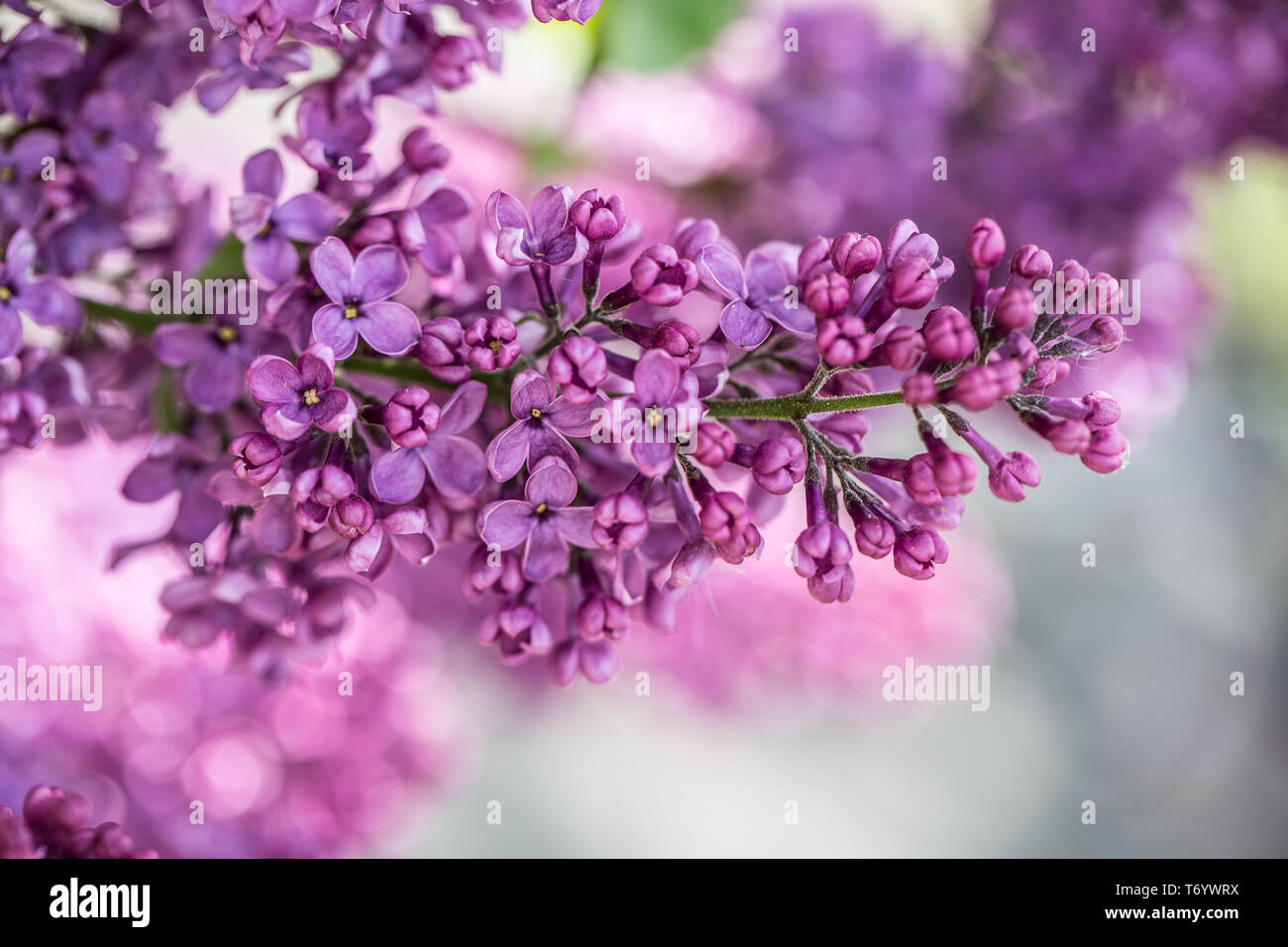 Purple and lilac flower hi-res stock photography and images - Alamy