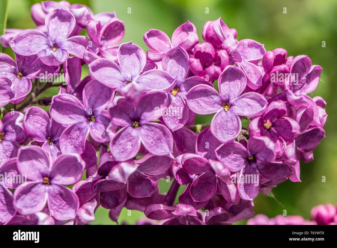 purple lilac flower Stock Photo - Alamy