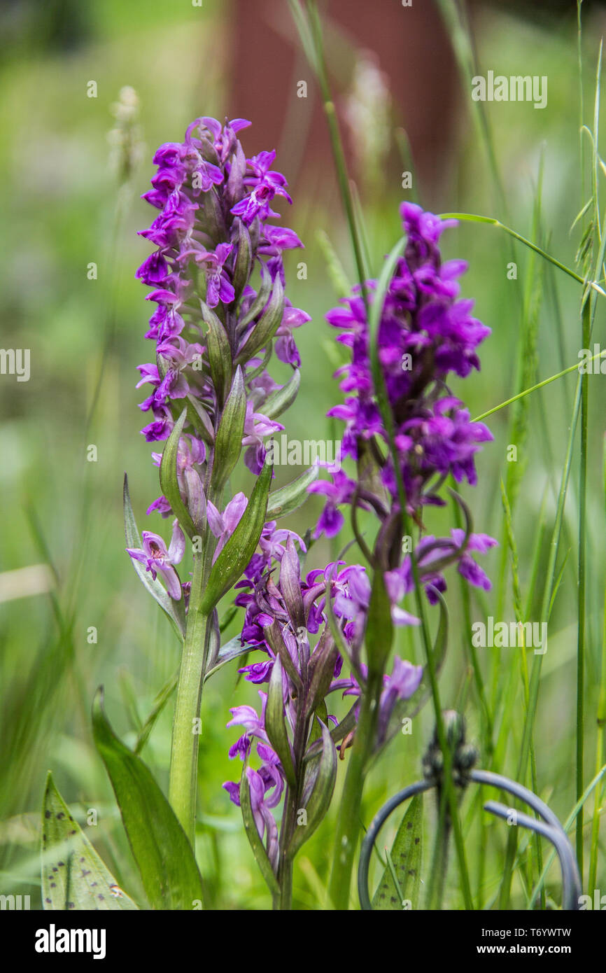 Forest orchid hi-res stock photography and images - Alamy