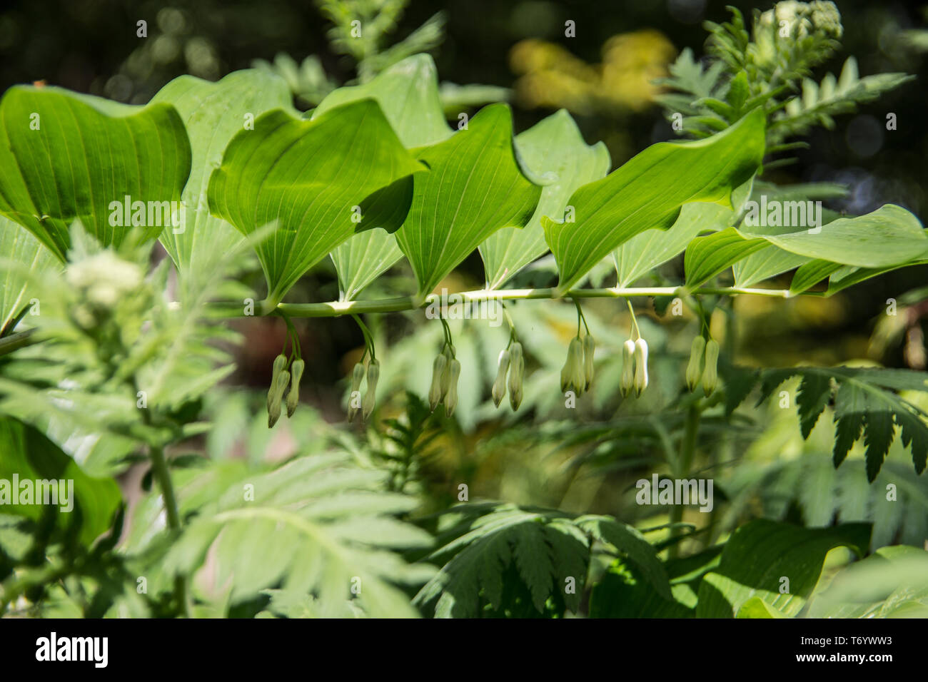 Solomon's seal with flowers Stock Photo - Alamy