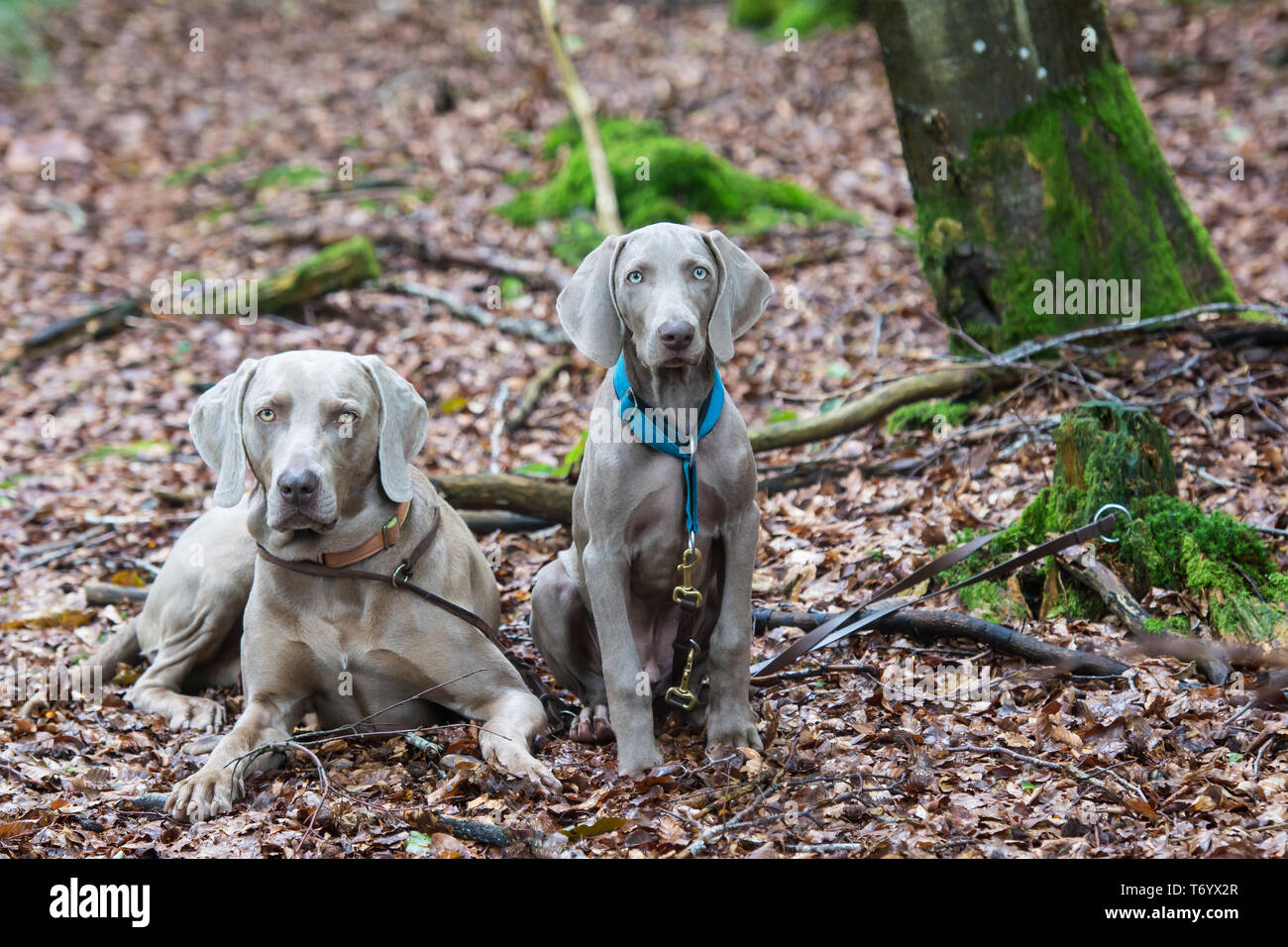 old and young hound Stock Photo - Alamy