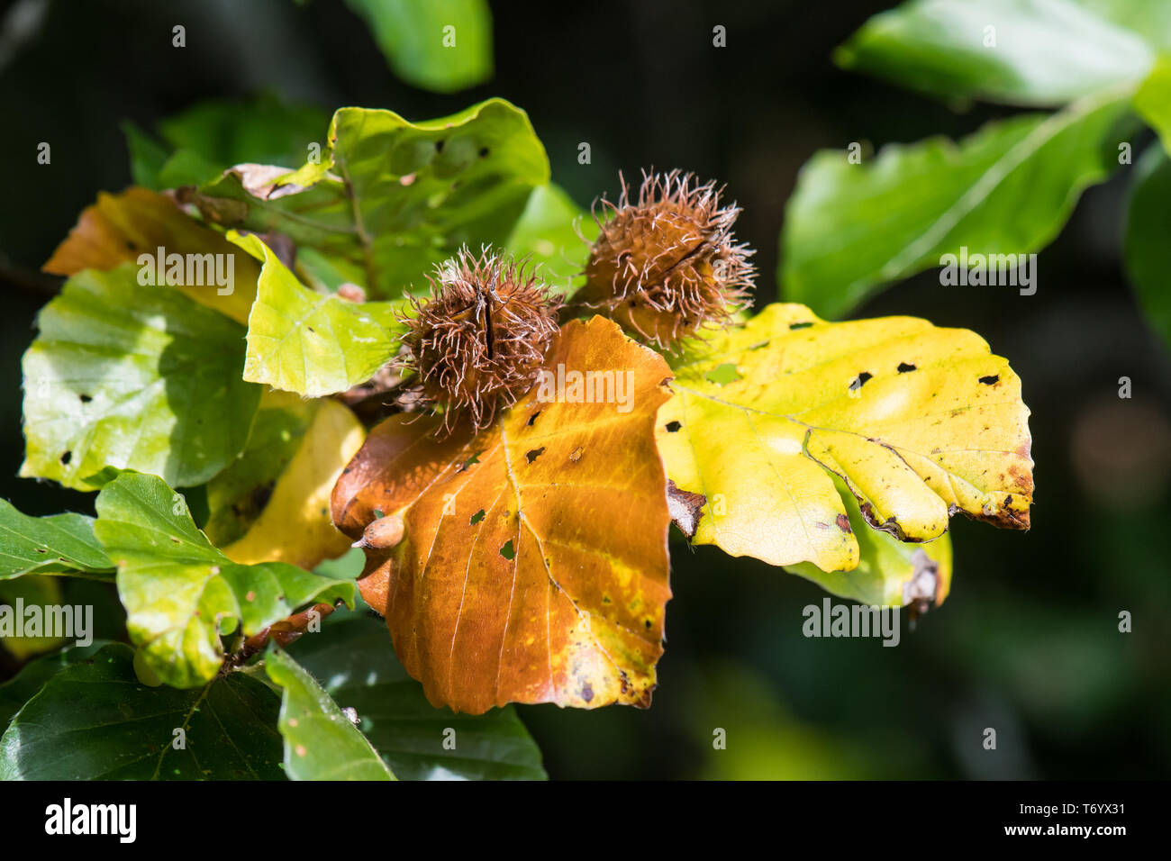 Beechtree hi-res stock photography and images - Alamy