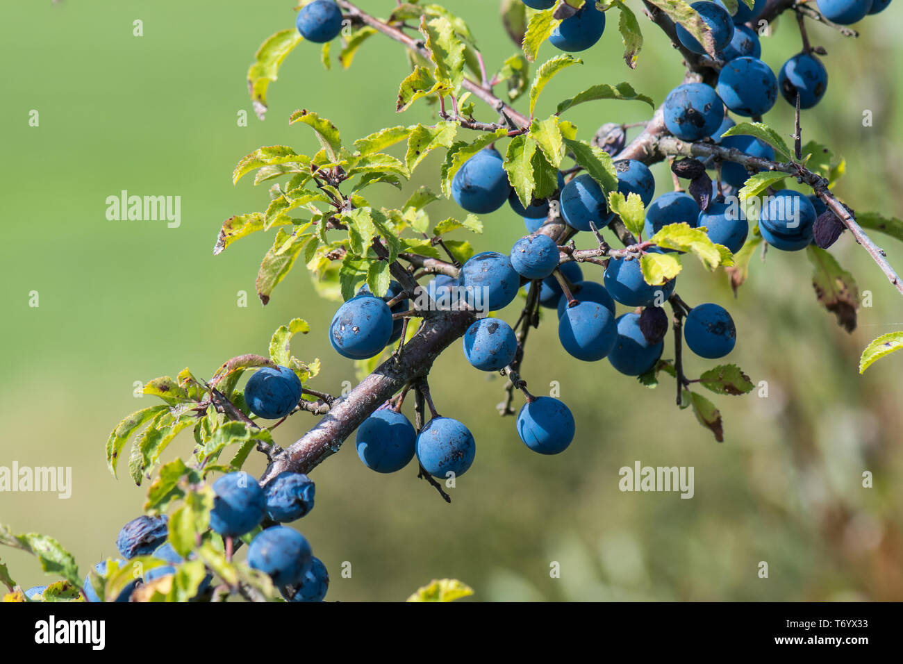 Schlehenfruchte hi-res stock photography and images - Alamy