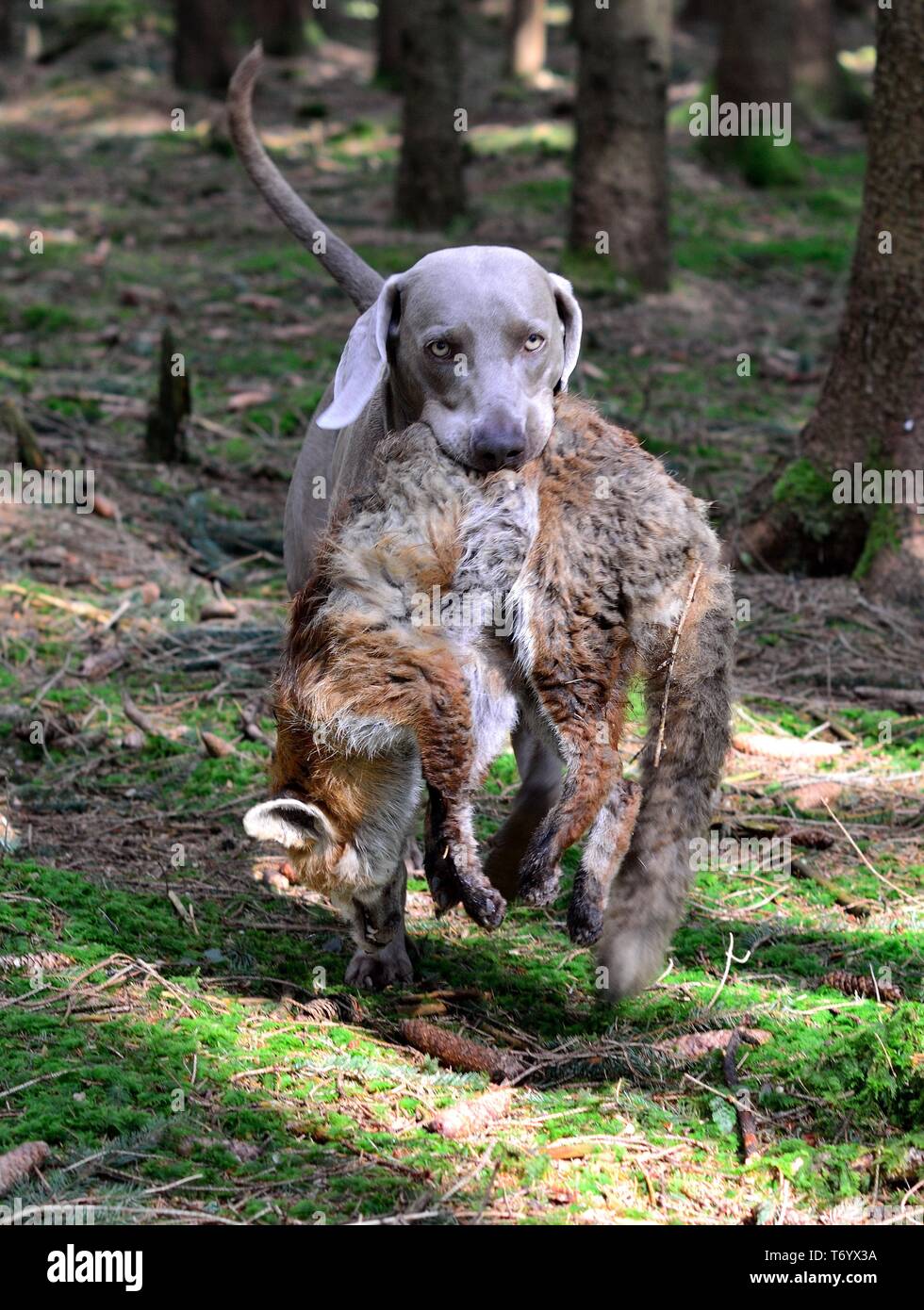 hunting-dog fetches fox Stock Photo - Alamy