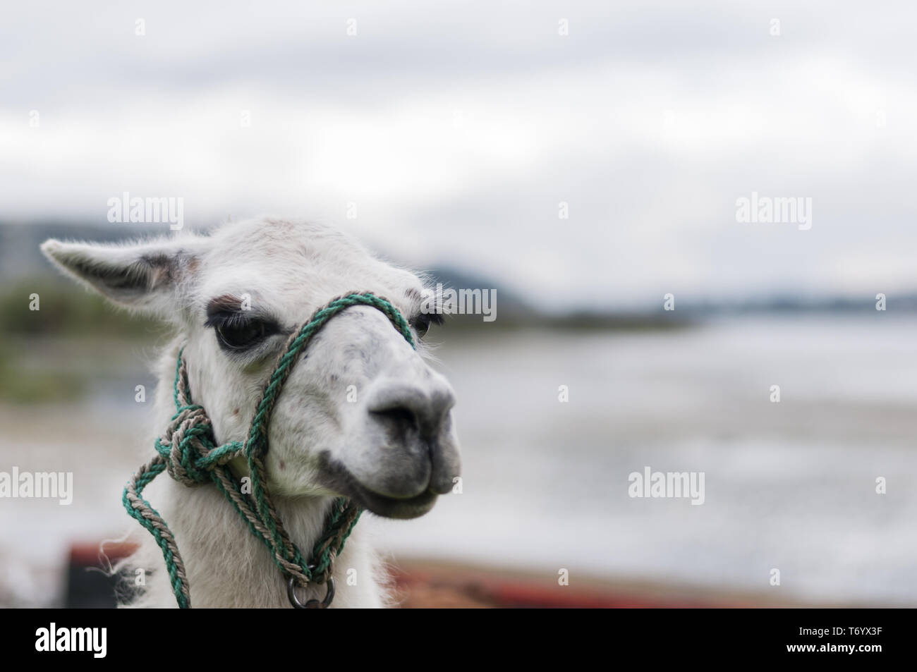 Llama nose hi-res stock photography and images - Alamy