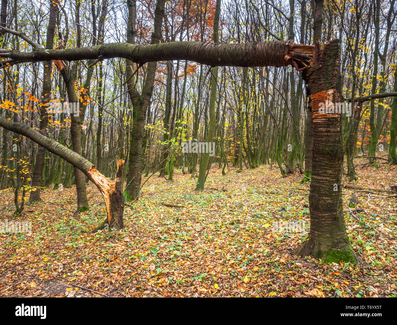 Destroyed trees hi-res stock photography and images - Alamy