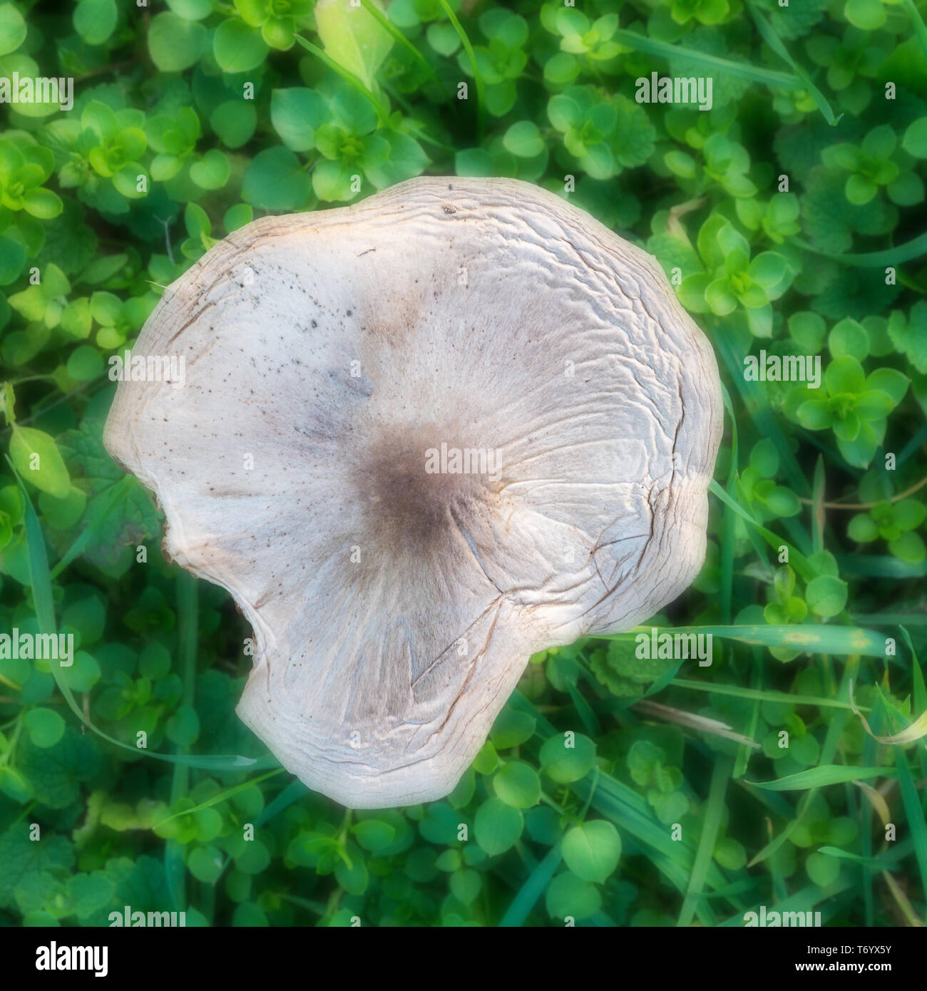 Mushroom on a meadow Stock Photo - Alamy