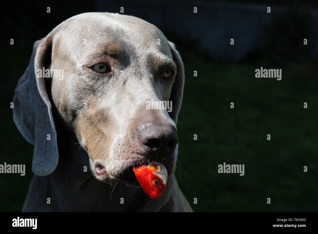 dog fetches red fish Stock Photo - Alamy