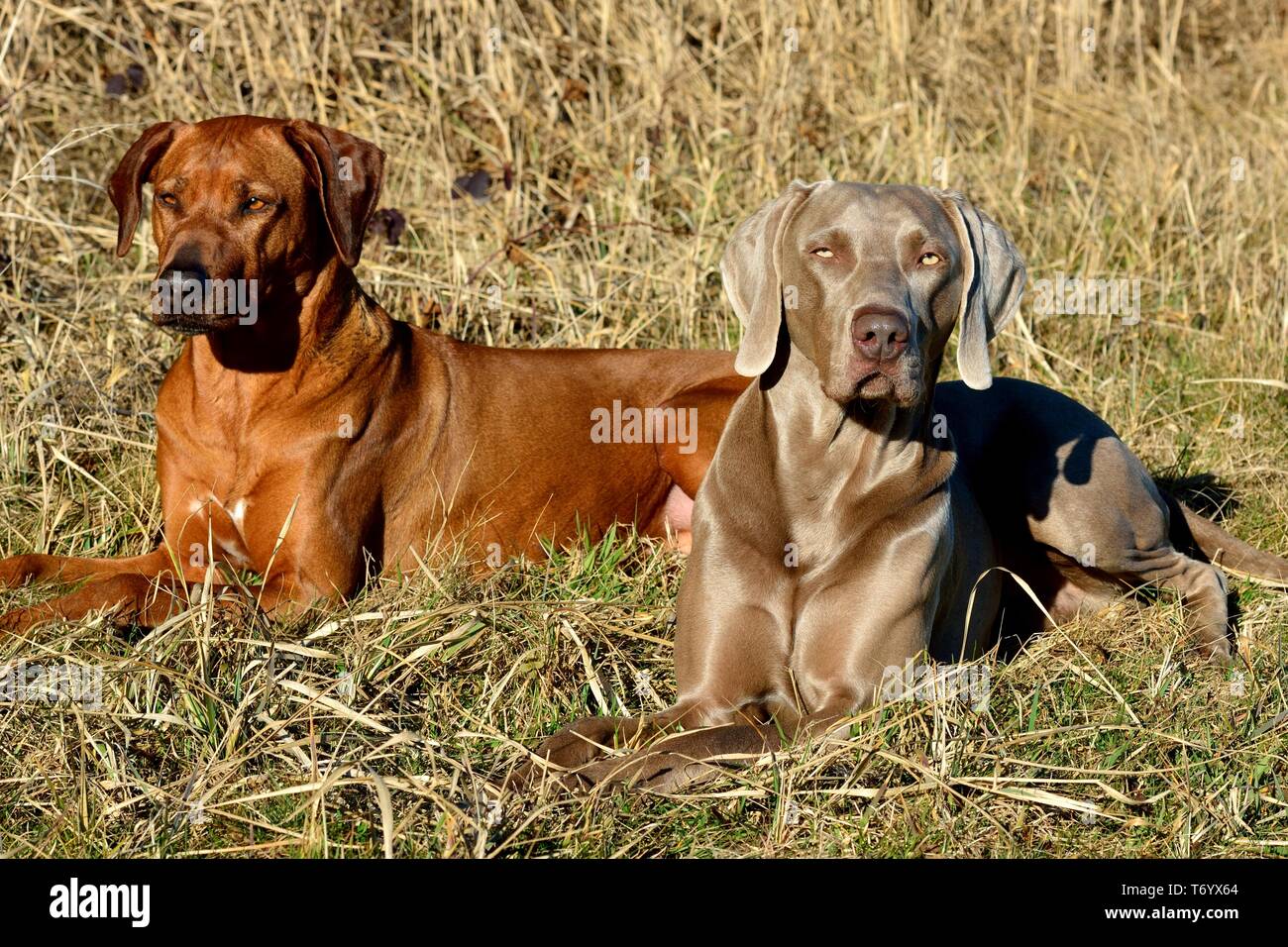 Jagdhun hi-res stock photography and images - Alamy