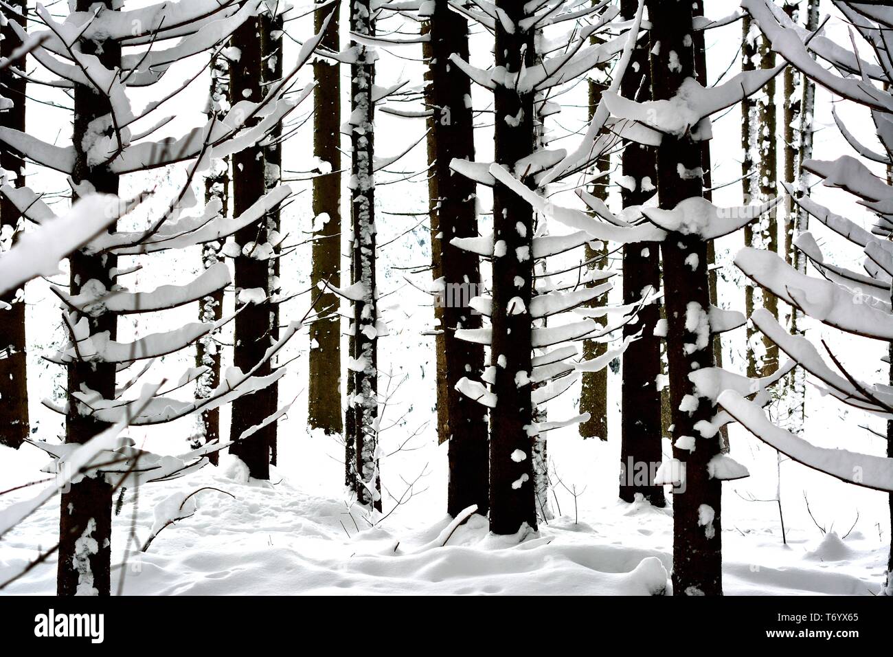 Forest in snow black hi-res stock photography and images - Alamy