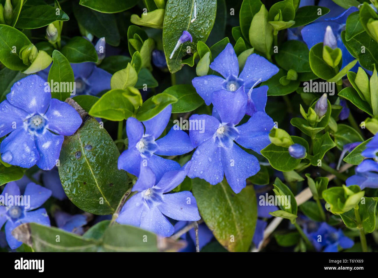 evergreen blue flowering Stock Photo - Alamy