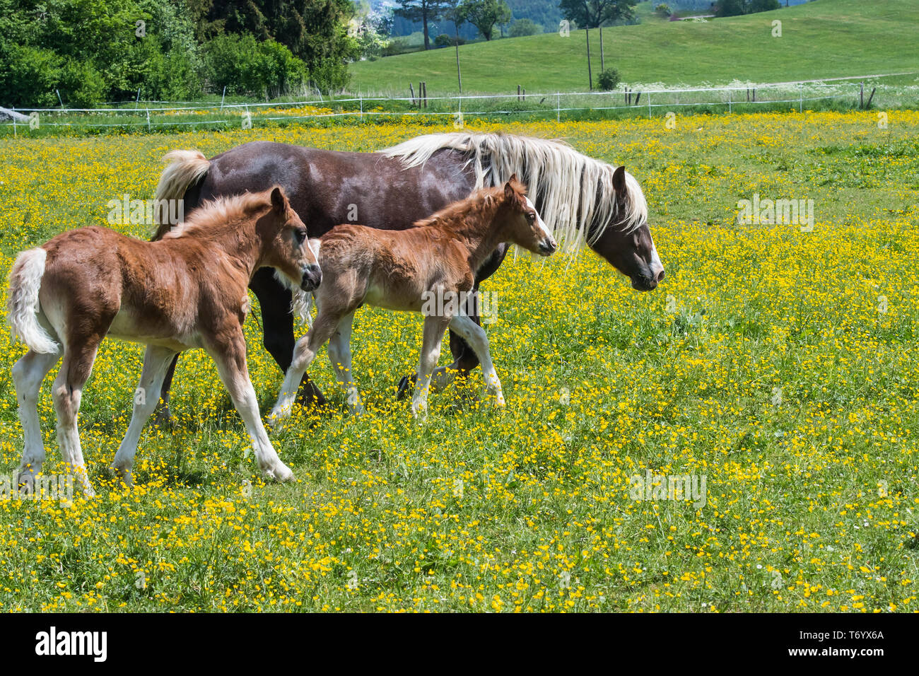 Horses in springtime in a meadow Stock Photo - Alamy
