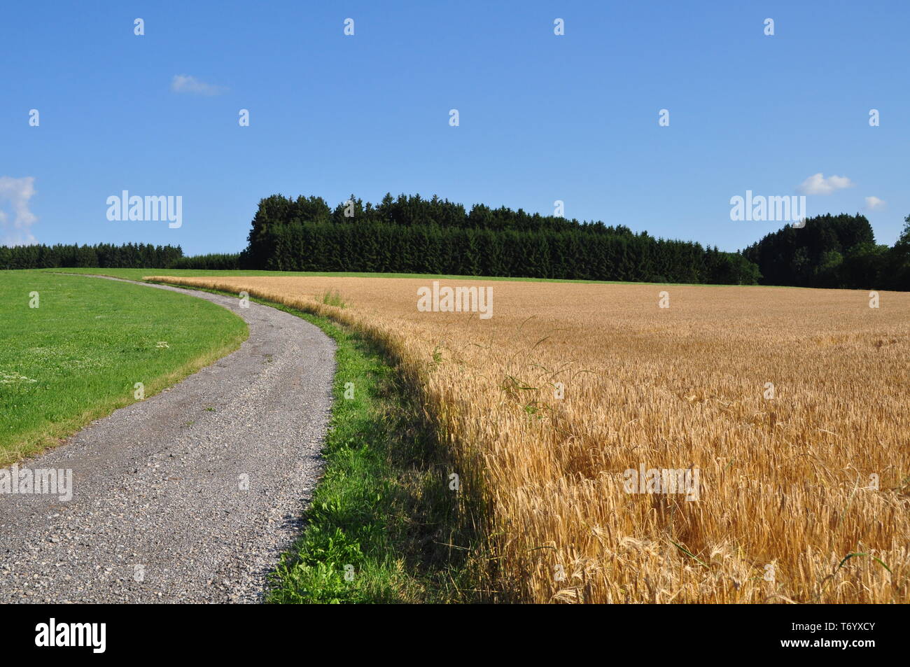 Forest field hi-res stock photography and images - Alamy