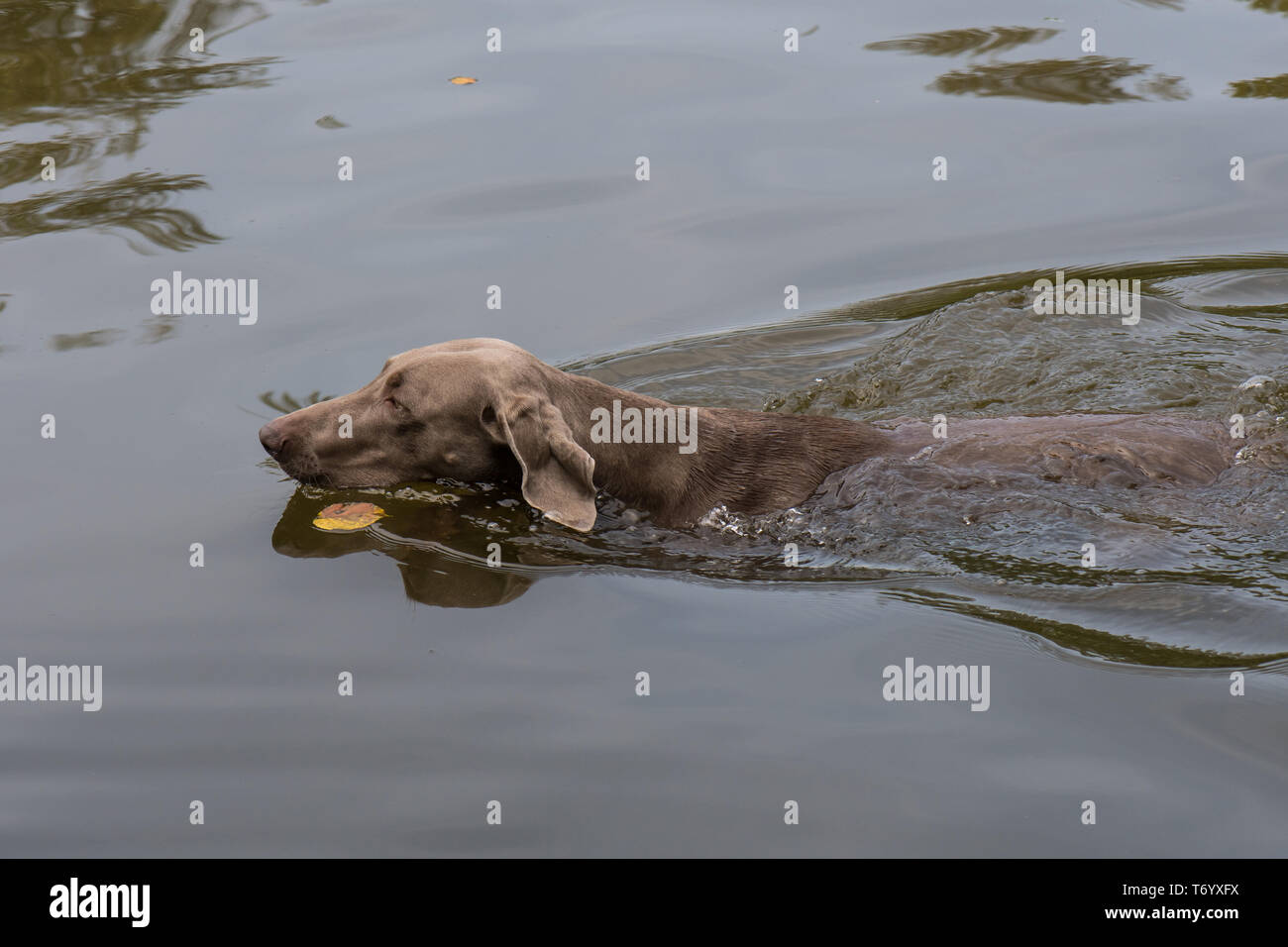 hunting-dog swimming in a lake Stock Photo - Alamy