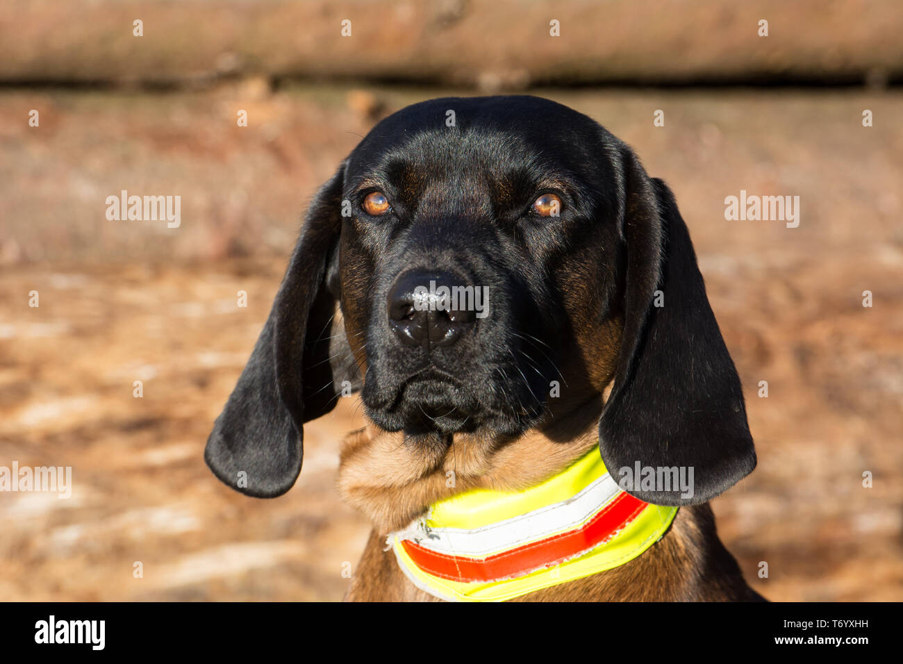 Hunting dog tests hi-res stock photography and images - Alamy
