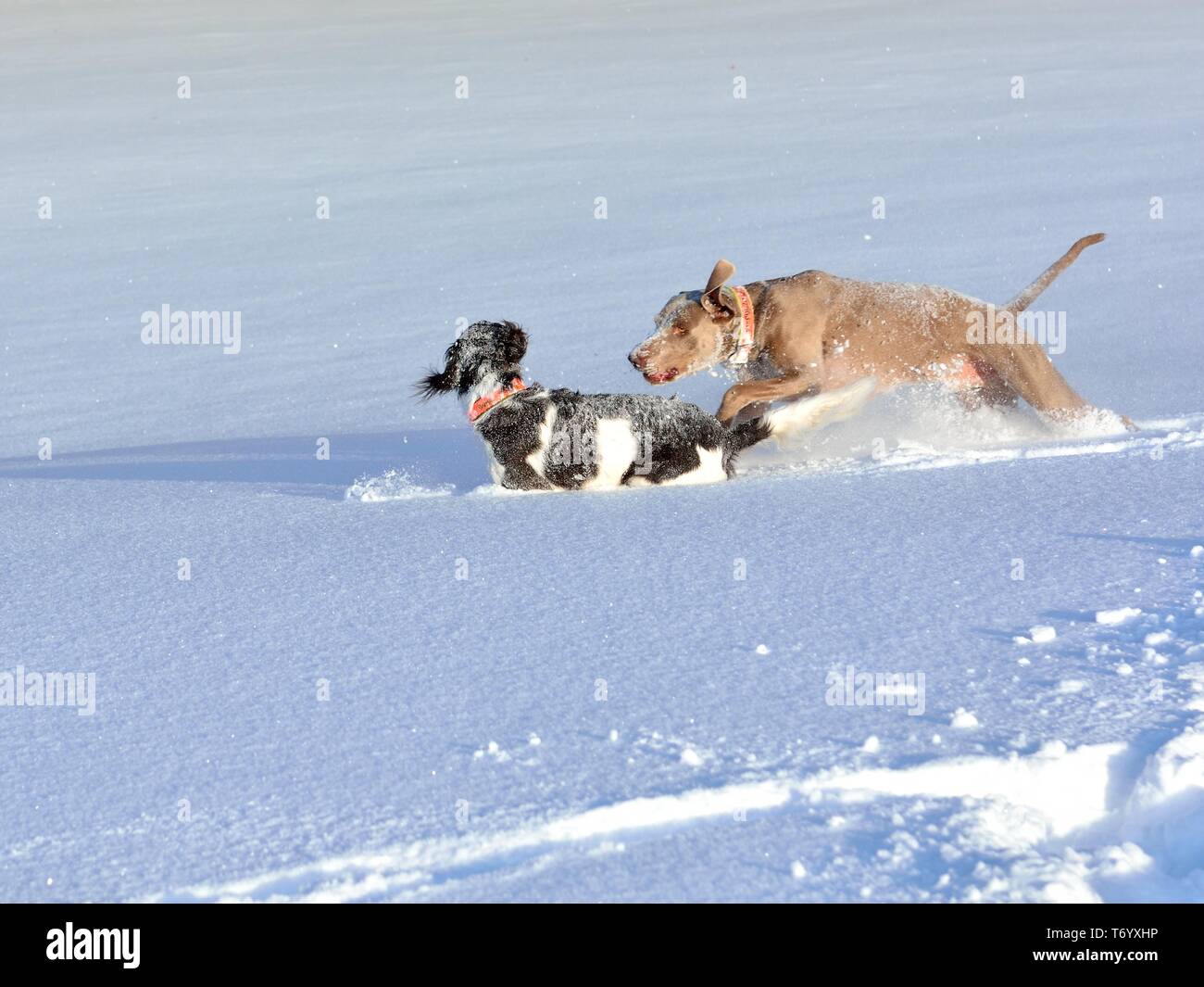 Snow dogs hi-res stock photography and images - Alamy