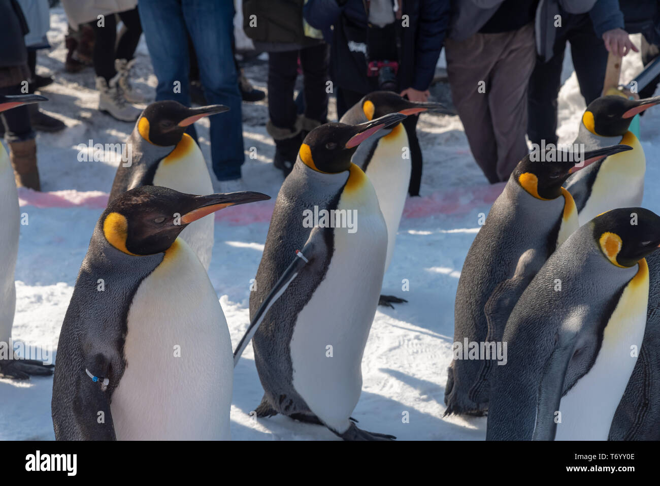 King Penguin walk for exercise, Hokkaido, Japan Stock Photo - Alamy