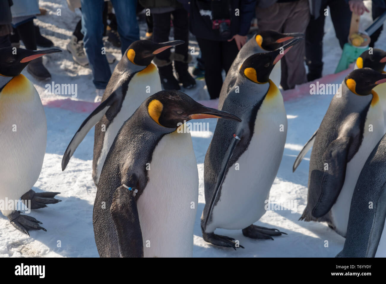 King Penguin walk for exercise, Hokkaido, Japan Stock Photo - Alamy