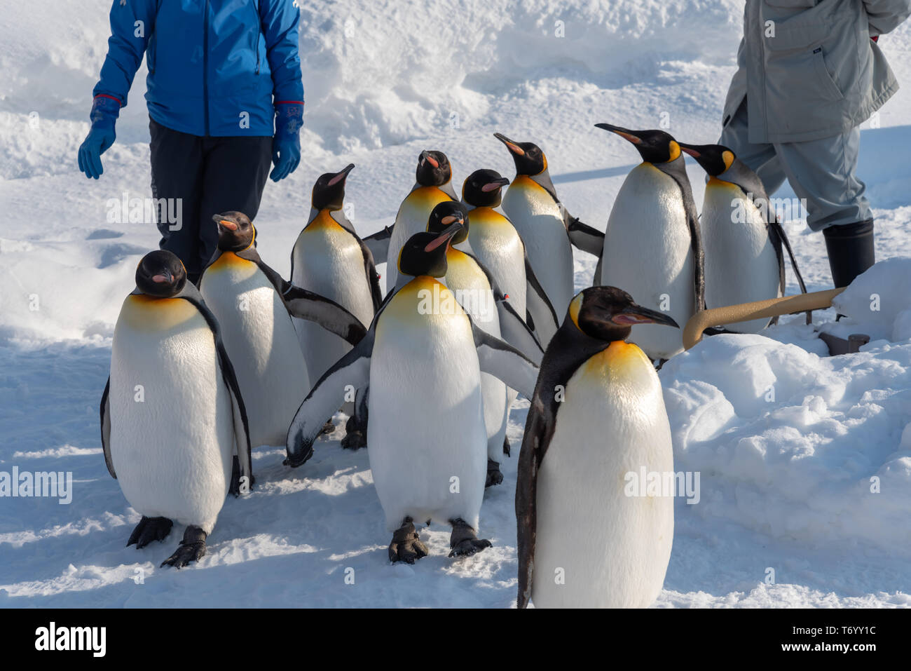 King Penguin walk for exercise, Hokkaido, Japan Stock Photo - Alamy