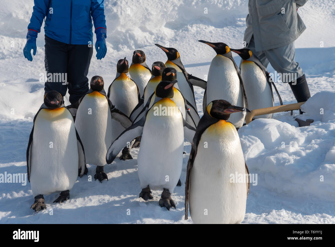 King Penguin walk for exercise, Hokkaido, Japan Stock Photo - Alamy