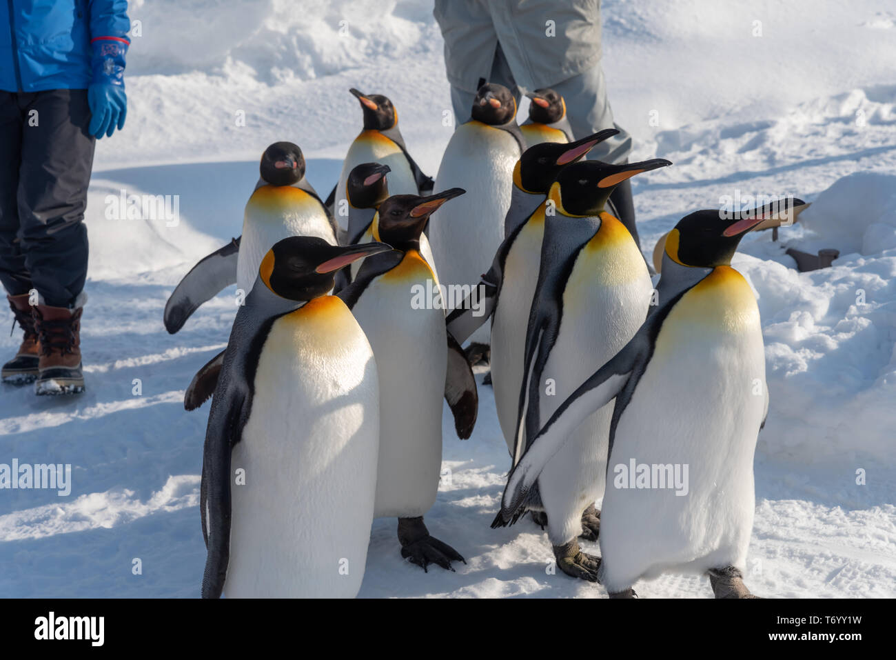 King Penguin walk for exercise, Hokkaido, Japan Stock Photo - Alamy