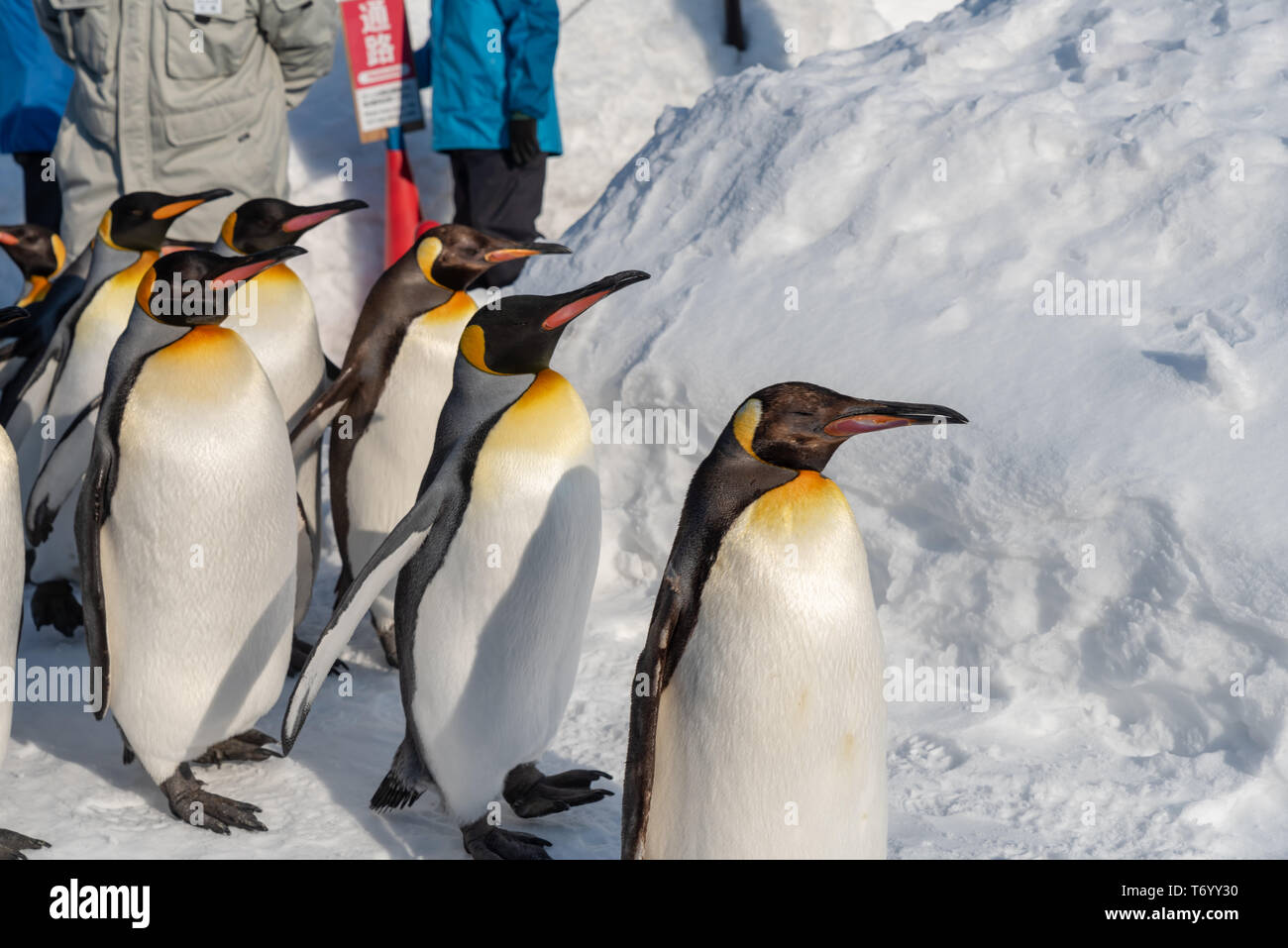 King Penguin walk for exercise, Hokkaido, Japan Stock Photo - Alamy