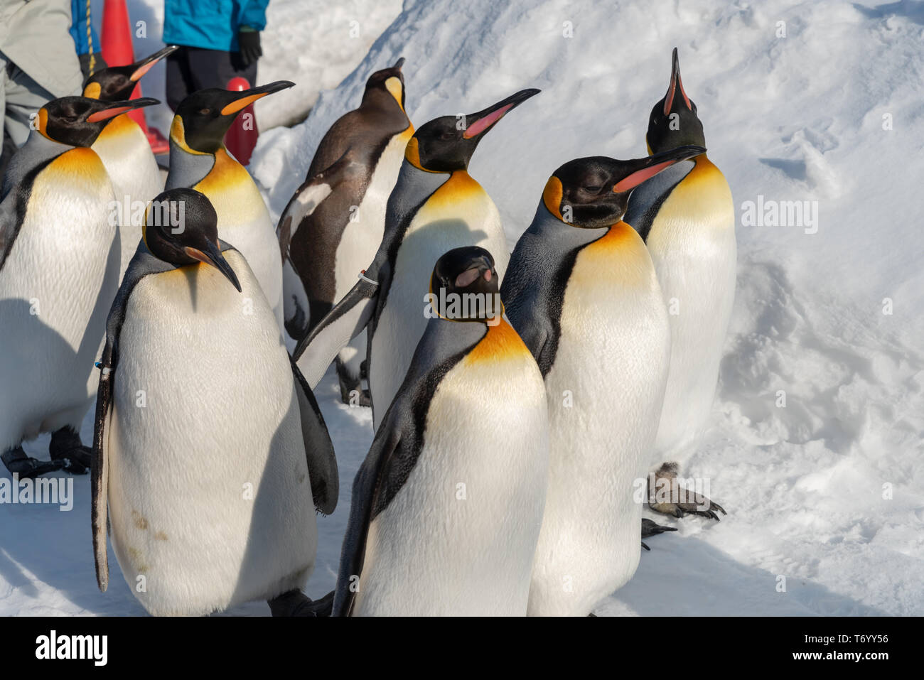 King Penguin walk for exercise, Hokkaido, Japan Stock Photo - Alamy