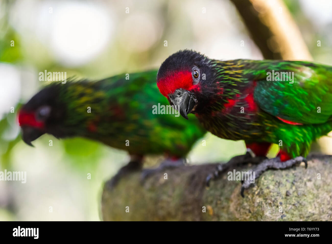 Beautiful bird in Bali Island Indonesia Stock Photo - Alamy