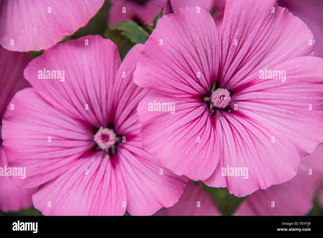 Mallow flowers in the bed Stock Photo - Alamy