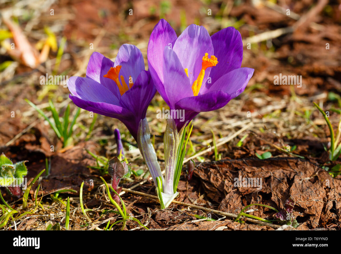 Early flowe hi-res stock photography and images - Alamy