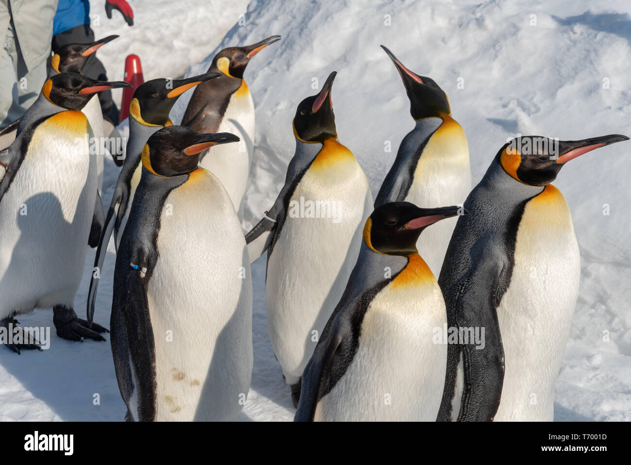 King Penguin walk for exercise, Hokkaido, Japan Stock Photo - Alamy