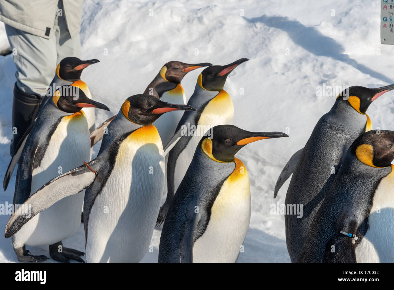 King Penguin walk for exercise, Hokkaido, Japan Stock Photo - Alamy