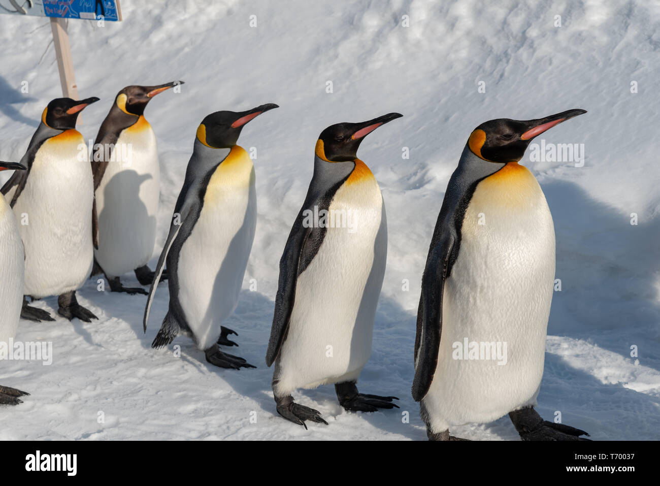 King Penguin walk for exercise, Hokkaido, Japan Stock Photo - Alamy