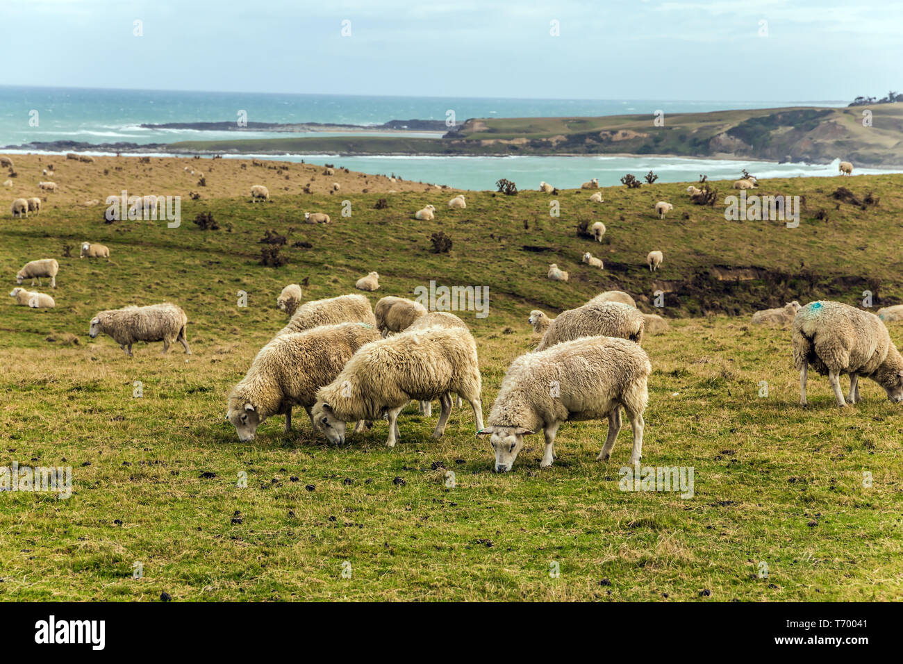 Sheep grazing in the background hi-res stock photography and images - Alamy